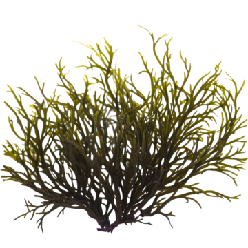 Seaweed Png