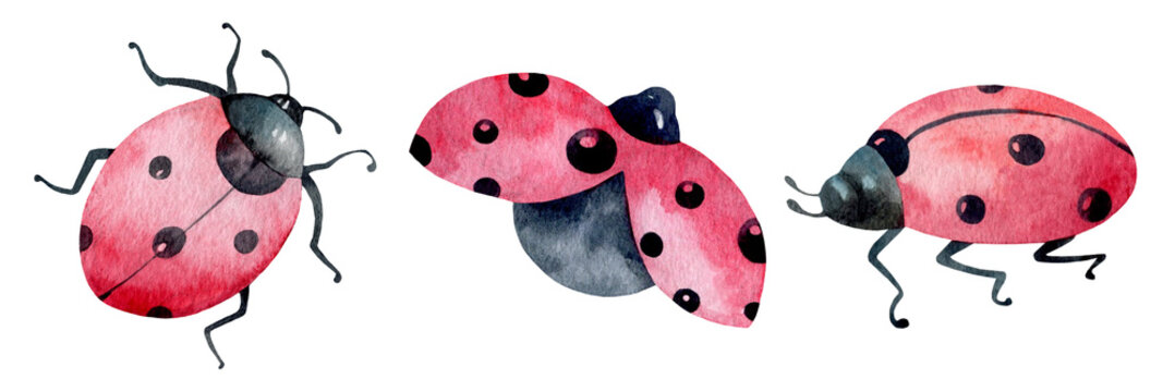 "Ladybug Vector" Images – Browse 248 Stock Photos, Vectors, and Video | Adobe Stock