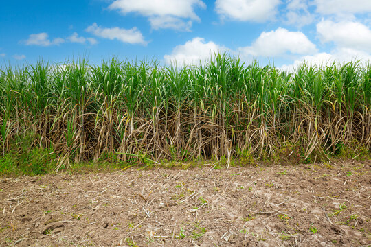 "Sugarcane Plantation" Images – Browse 176 Stock Photos, Vectors, and ...