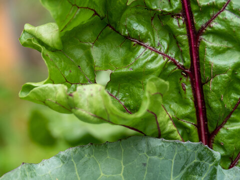 "Betterave Rouge" Images – Browse 148 Stock Photos, Vectors, and Video ...