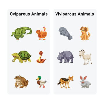 Oviparous Viviparous Ovoviviparous