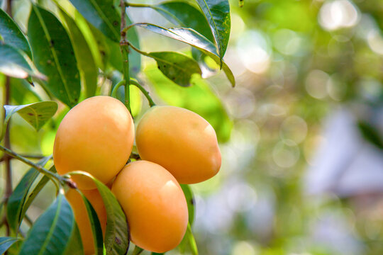 Mayongchit 이미지 – 찾아보기 72 스톡 사진, 벡터 및 비디오 | Adobe Stock