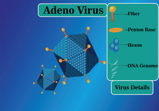 Adenoviridae Bilder – Durchsuchen 2,804 Archivfotos, Vektorgrafiken und ...