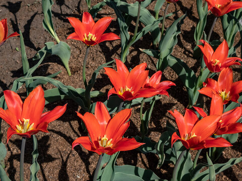 รูปภาพStanislaus – เลือกดูภาพถ่ายสต็อก เวกเตอร์ และวิดีโอ3,167 | Adobe ...