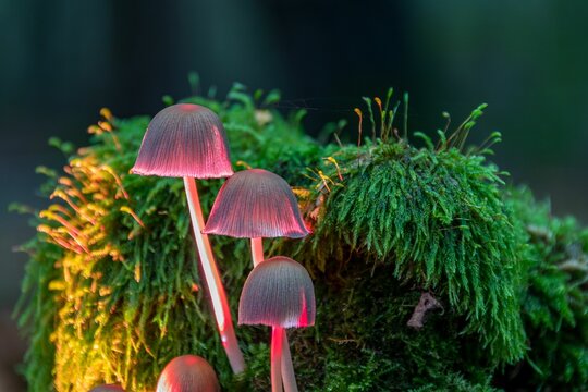 Pilzarten Bilder – Durchsuchen 9,625 Archivfotos, Vektorgrafiken und ...