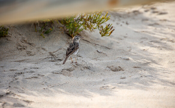 Titlark bilder – Bläddra bland 7,307 stockfoton, vektorer och videor ...