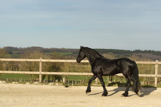 รูปภาพFrison – เลือกดูภาพถ่ายสต็อก เวกเตอร์ และวิดีโอ178 | Adobe Stock