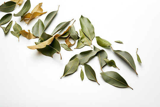 รูปภาพ"Laurus – เลือกดูภาพถ่ายสต็อก เวกเตอร์ และวิดีโอ8,535 | Adobe Stock