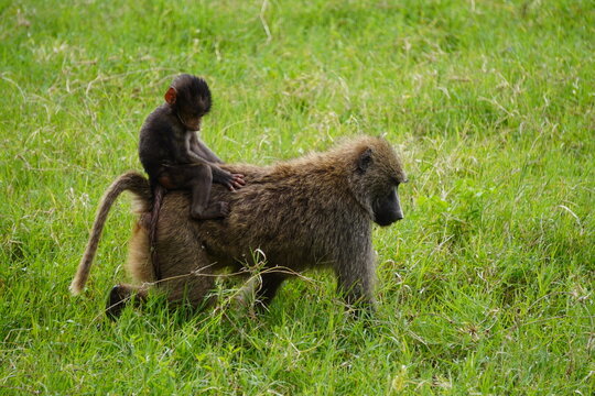 Baboon Sitting Images – Browse 22,237 Stock Photos, Vectors, and Video ...