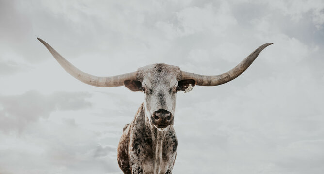Longhorn Bull Head Side