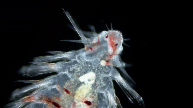 รูปภาพMeroplankton – เลือกดูภาพถ่ายสต็อก เวกเตอร์ และวิดีโอ2,202 ...