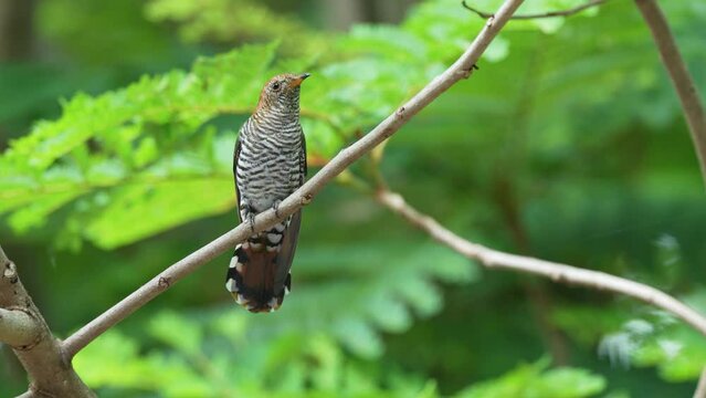 Chrysococcyx Images – Browse 435 Stock Photos, Vectors, and Video ...