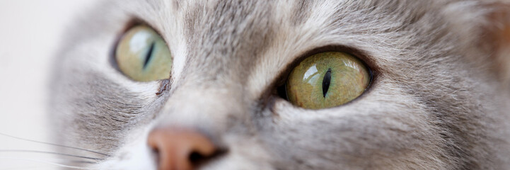 Close-up Portrait of Grey Cat with Green Eyes and White Whiskers ...