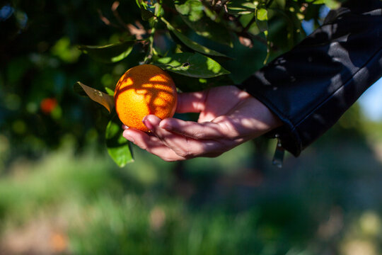 「Naranjo」の写真素材 | 3,381件の無料イラスト画像 | Adobe Stock