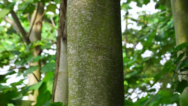 "Balsa Tree" Images – Browse 275 Stock Photos, Vectors, and Video ...