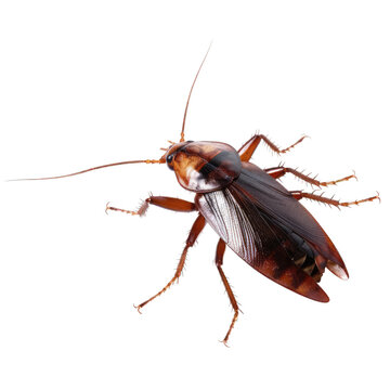 รูปภาพCockroach – เลือกดูภาพถ่ายสต็อก เวกเตอร์ และวิดีโอ76,960 | Adobe ...