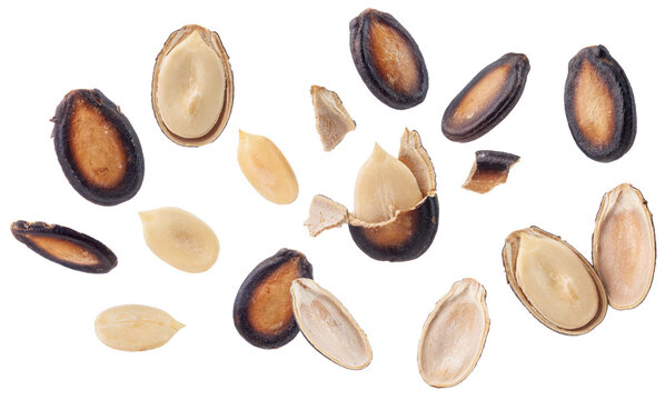 Single Watermelon Seed