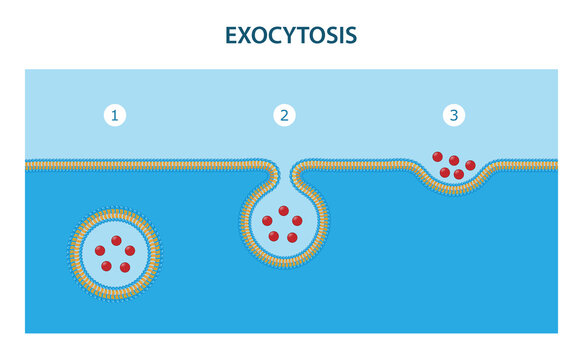 Exocytosis Animation