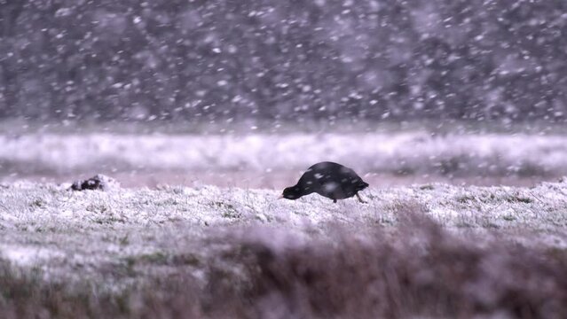 Trudge Imagens – Procure 1,478 fotos, vetores e vídeos | Adobe Stock