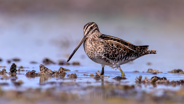 "Common Snipe" Immagini - Sfoglia 3,197 foto, vettoriali e video Stock ...