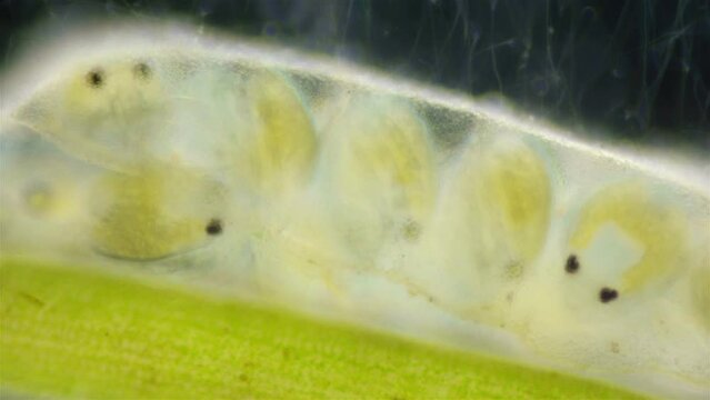 Hydrachnidia Images – Browse 193 Stock Photos, Vectors, and Video ...