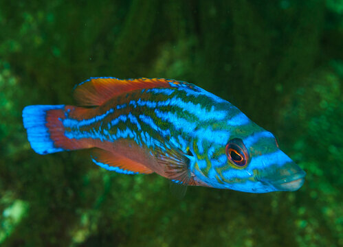 รูปภาพIkhthus – เลือกดูภาพถ่ายสต็อก เวกเตอร์ และวิดีโอ190,047 | Adobe Stock