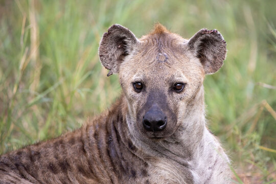 "Spotted Hyena" Bilder – Durchsuchen 13,851 Archivfotos, Vektorgrafiken ...