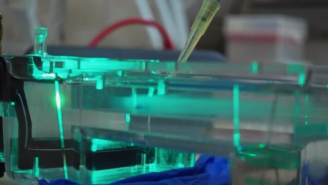 "Gel Electrophoresis" Images – Browse 445 Stock Photos, Vectors, and ...