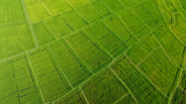 India Growth Images – Browse 77,783 Stock Photos, Vectors, and Video ...