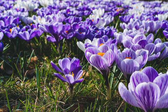 รูปภาพBotanika – เลือกดูภาพถ่ายสต็อก เวกเตอร์ และวิดีโอ9,210 | Adobe Stock