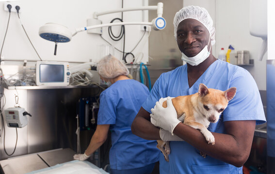 Gonadectomy bilder – Bläddra bland 4,721 stockfoton, vektorer och ...