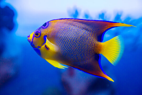 Angel Fish Images – Browse 21,466 Stock Photos, Vectors, and Video ...