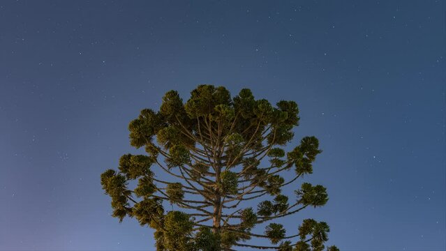 "Brazilian Pine" Images – Browse 2,010 Stock Photos, Vectors, and Video ...