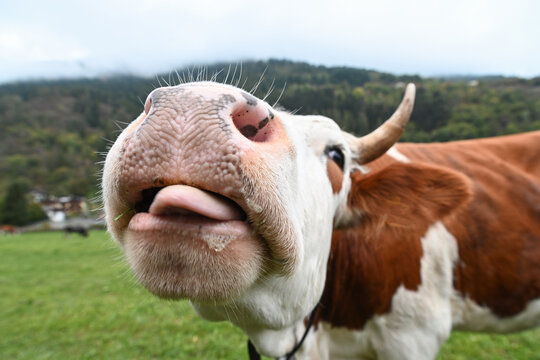 「Simpatica」の写真素材 | 1,754件の無料イラスト画像 | Adobe Stock