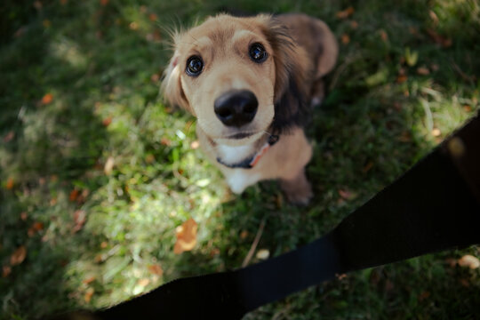 "Puppy Eyes" Images – Browse 1,331 Stock Photos, Vectors, and Video ...