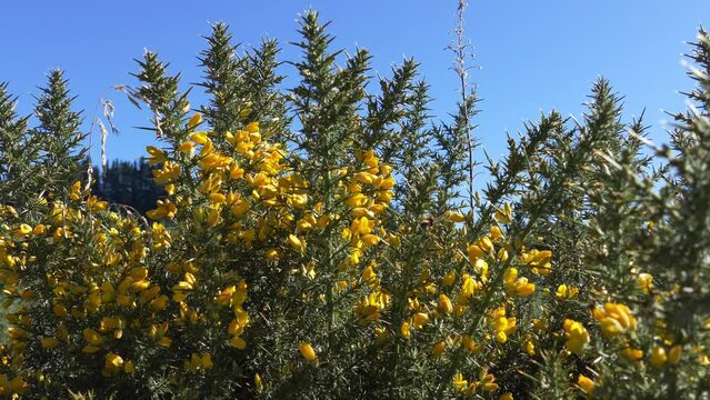 Pricky Images – Browse 918 Stock Photos, Vectors, and Video | Adobe Stock