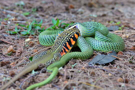 Belliana Bilder – Durchsuchen 232 Archivfotos, Vektorgrafiken und ...