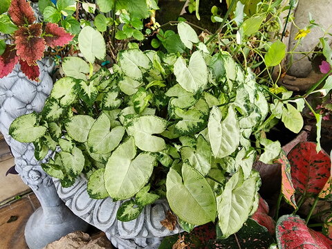 Nephthytis Images – Browse 196 Stock Photos, Vectors, and Video | Adobe ...