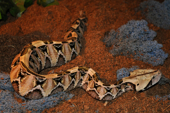 "Bitis Gabonica" Bilder – Durchsuchen 397 Archivfotos, Vektorgrafiken ...