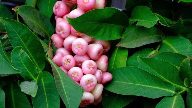 รูปภาพJamalac – เลือกดูภาพถ่ายสต็อก เวกเตอร์ และวิดีโอ2,352 | Adobe Stock