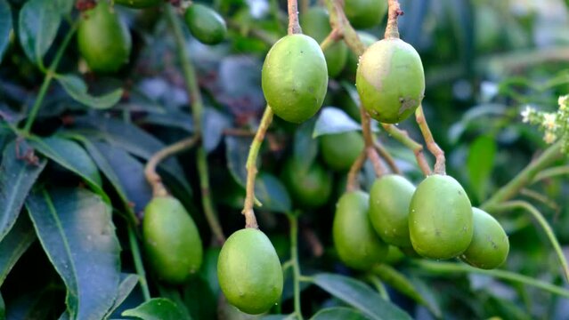 Pommecythere Images – Browse 1,062 Stock Photos, Vectors, and Video ...