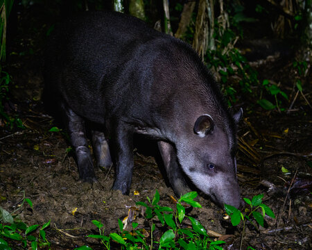"South American Tapir" Images – Browse 2,192 Stock Photos, Vectors, and ...