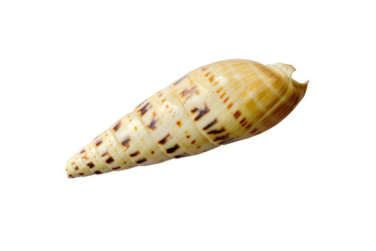 Terebra Bilder – Durchsuchen 72 Archivfotos, Vektorgrafiken und Videos ...