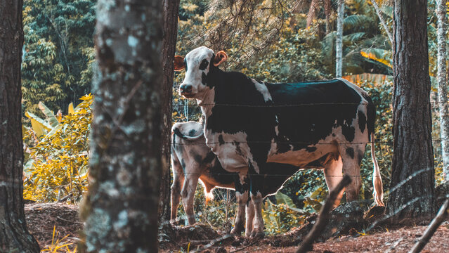 Imágenes de Minifundios: descubre bancos de fotos, ilustraciones ...