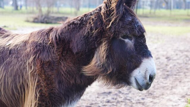 Afbeeldingen over "Baudet Du Poitou" – Blader in stockfoto's, vectoren ...