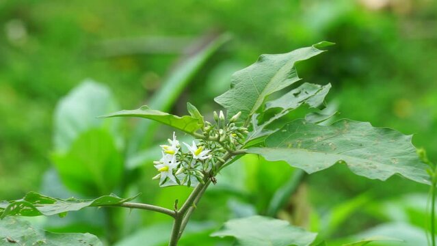 Susumber Images – Browse 92 Stock Photos, Vectors, and Video | Adobe Stock