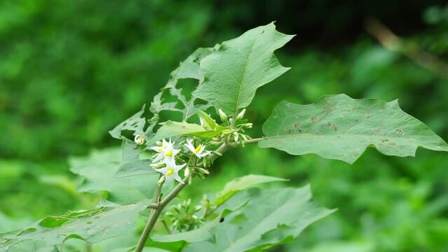 Susumber Images – Browse 92 Stock Photos, Vectors, and Video | Adobe Stock