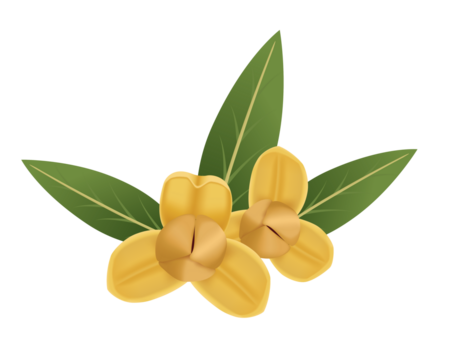 Cambodia National Flower Rumdul | Best Flower Site