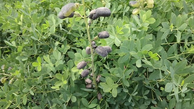 "Baptisia Australis" Bilder – Durchsuchen 834 Archivfotos ...