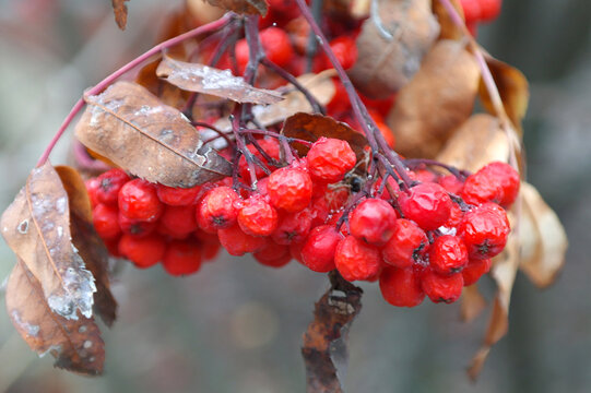 รูปภาพRowan-Berry – เลือกดูภาพถ่ายสต็อก เวกเตอร์ และวิดีโอ3,164 | Adobe ...